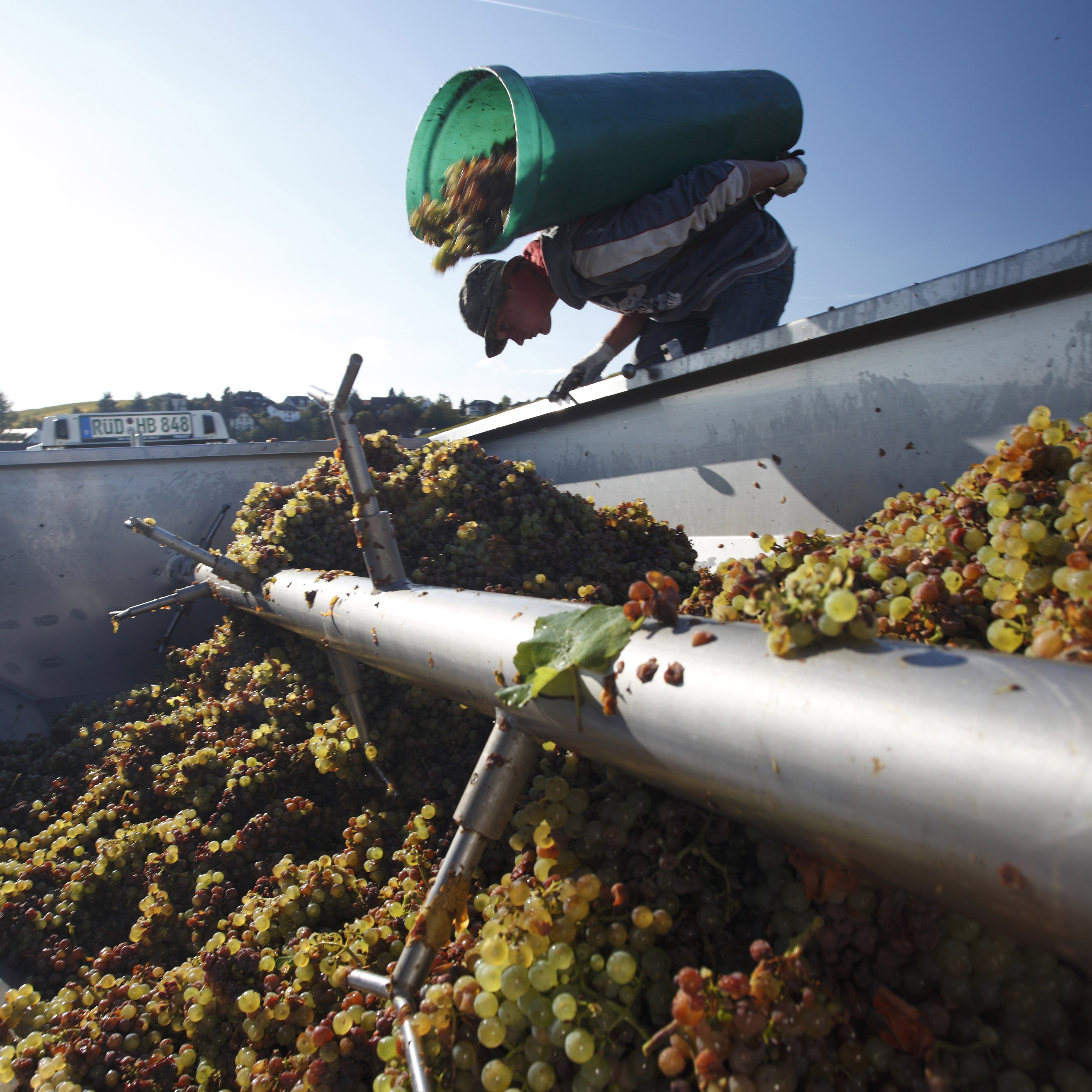 Harvest 2017 - an overview - Wines of Germany