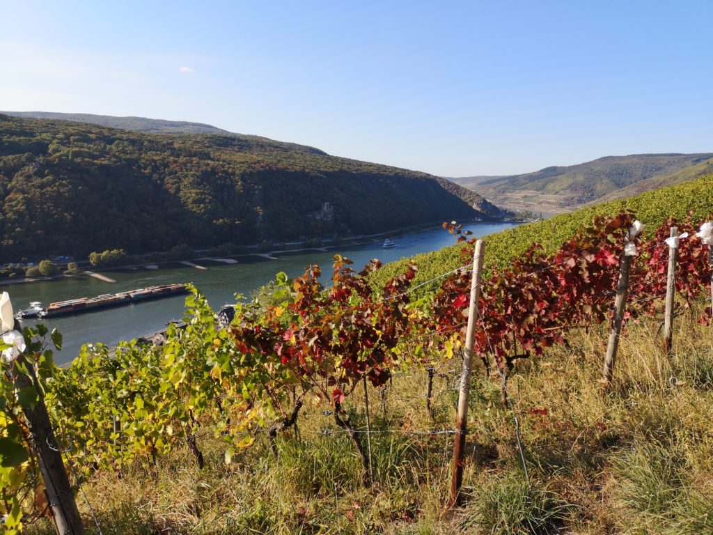 ‘Origin of Wine’ becomes a marker of quality in German wine law - Wines ...